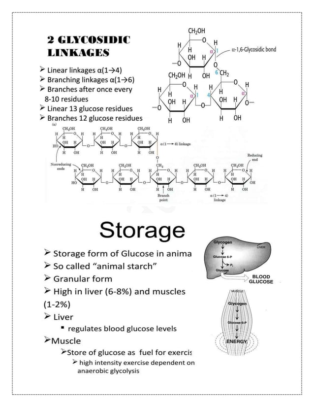 Atp Pc Energy System