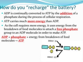 ATP_ppt.pptx