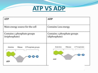 ATP_ppt.pptx