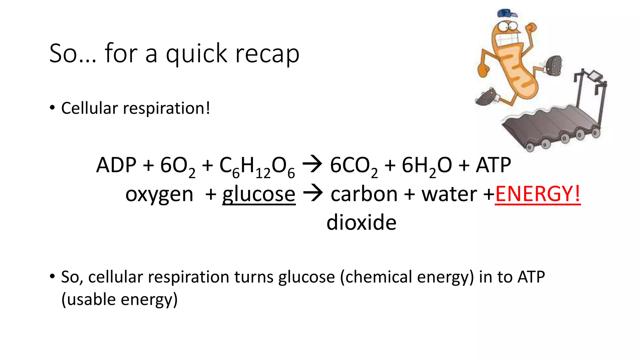 ATP Presentation | PPTX