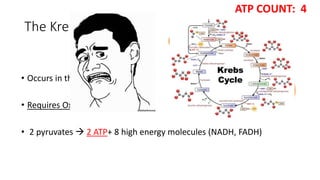 ATP Presentation | PPTX