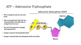 ATP Presentation | PPTX