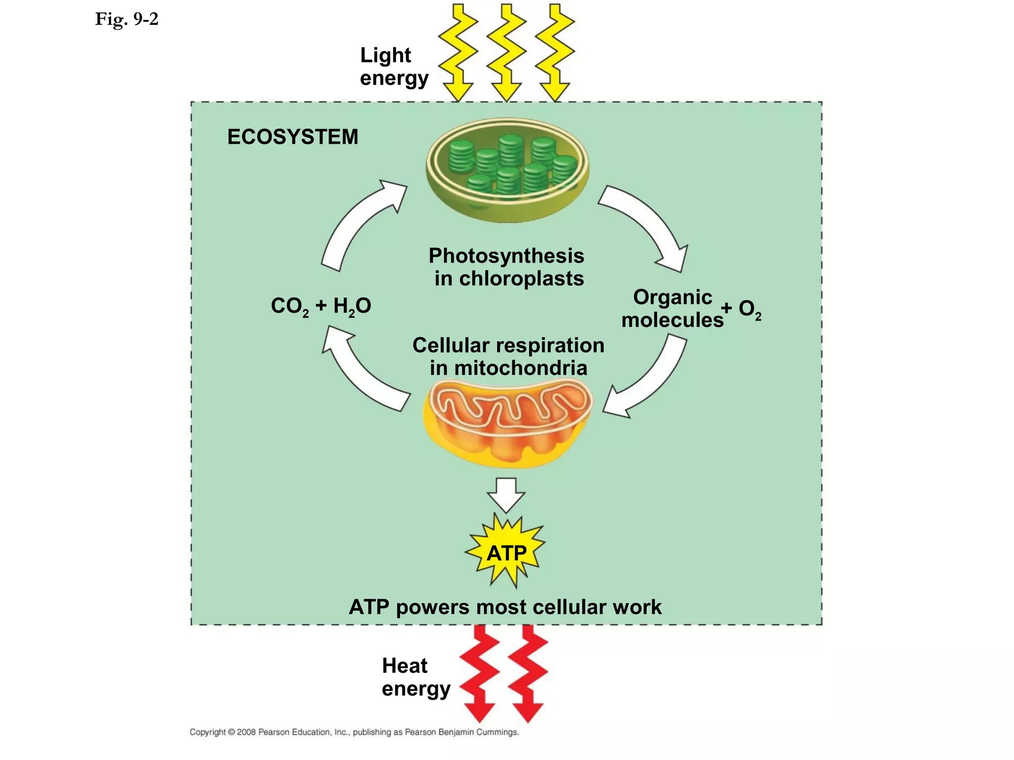 Atp production | PPT