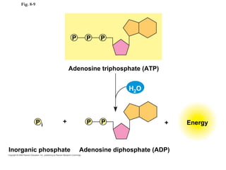 Atp production | PPT