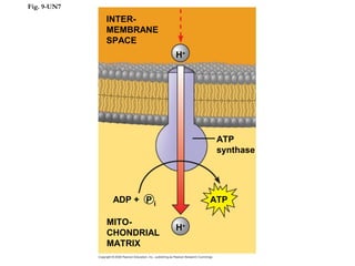 Atp production | PPT