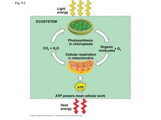 Atp production | PPT