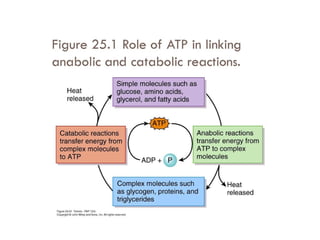 Atp production | PPT