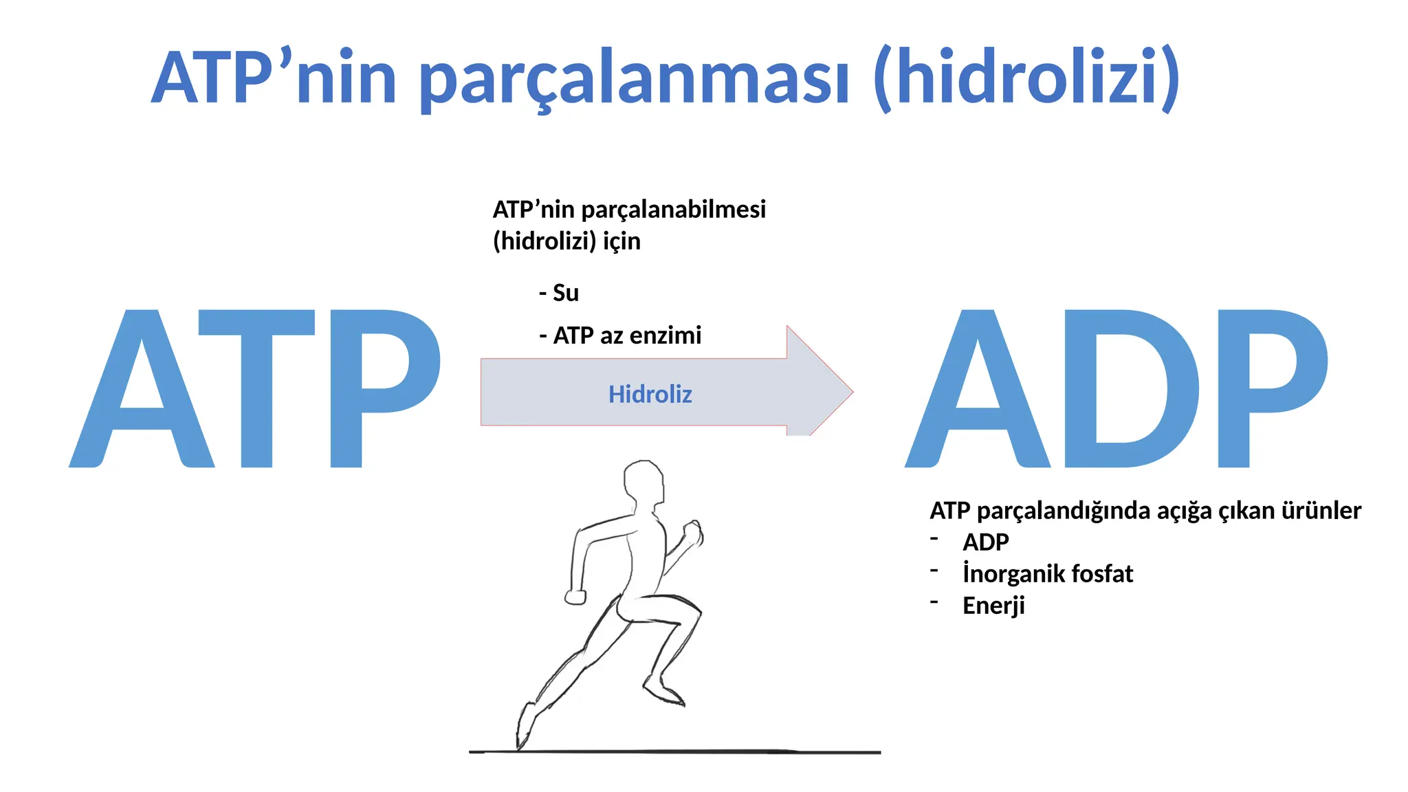 ATP synthesis and breakdown during rest and exercise.pptx