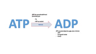 ATP synthesis and breakdown during rest and exercise.pptx