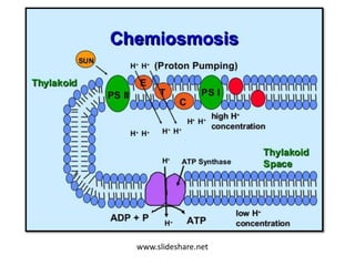 Atp synthase | PPT