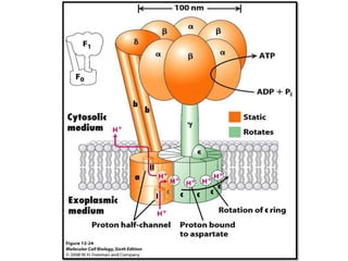 Atp synthase | PPT