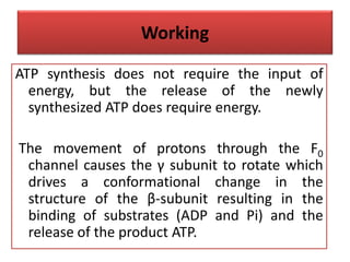 Atp synthase | PPT