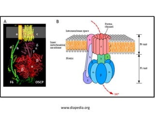 Atp Synthase Structure