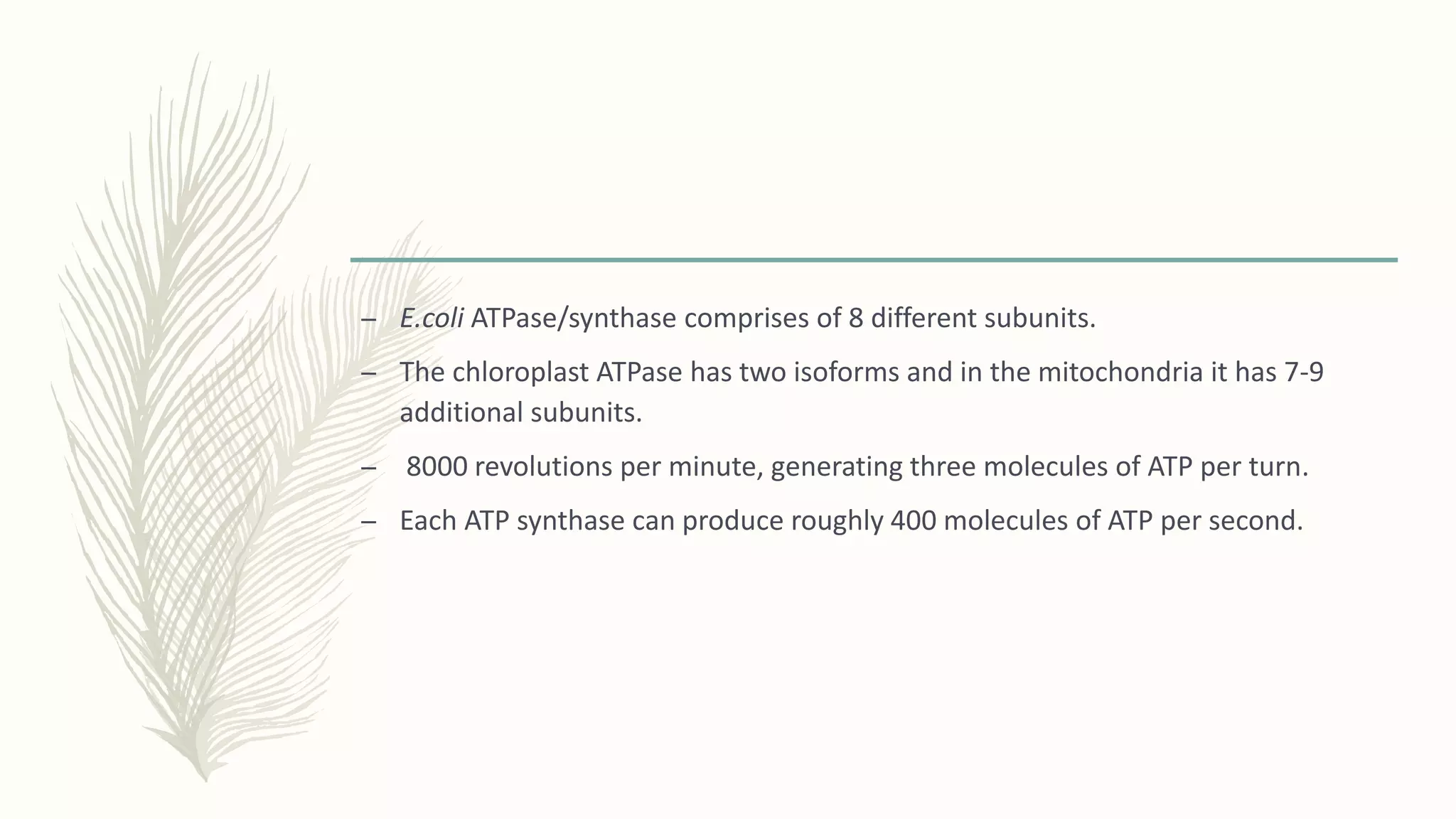 Atp Synthase Structure And Function Pptx
