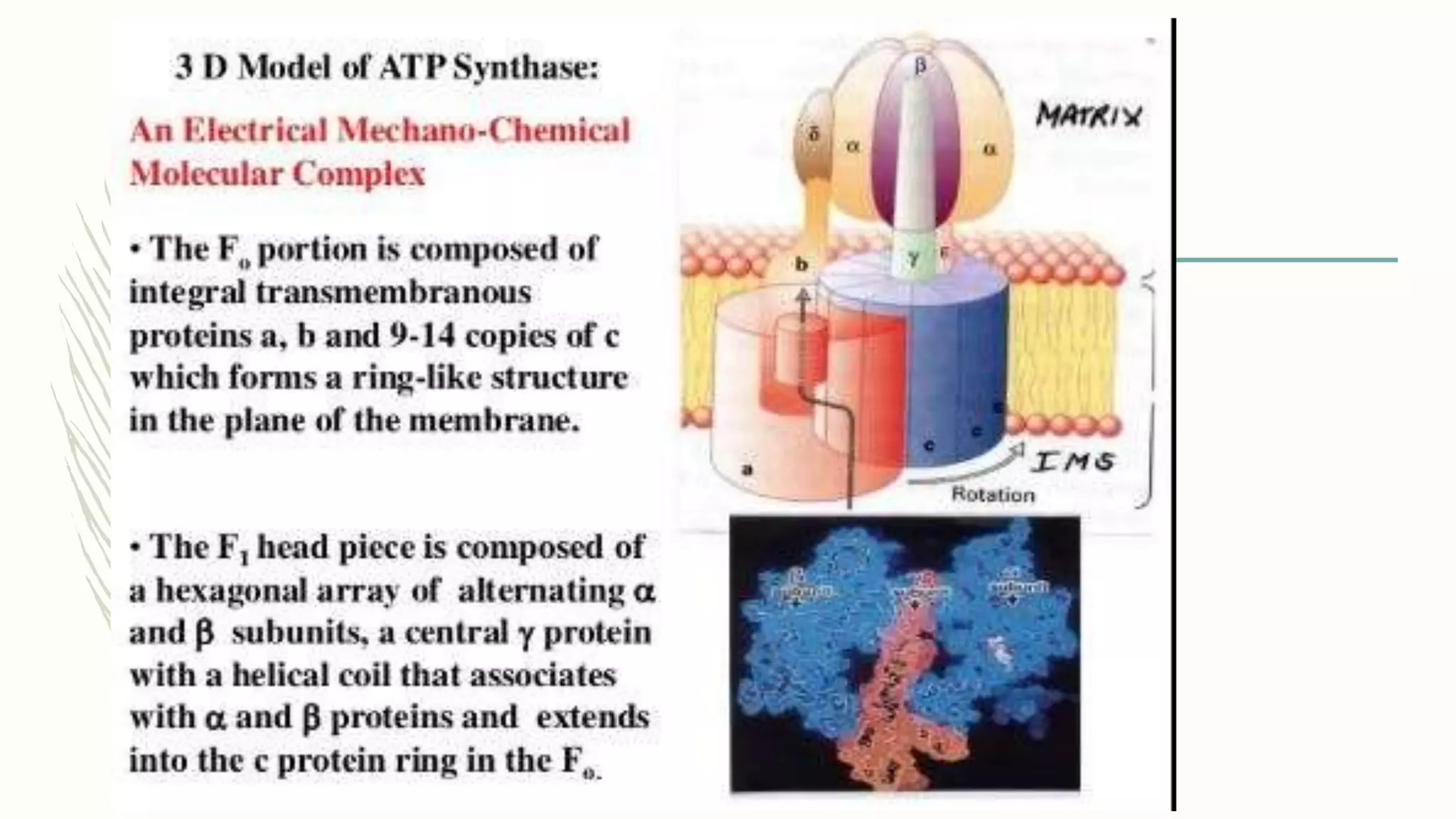 ATP synthase structure and Function | PPTX