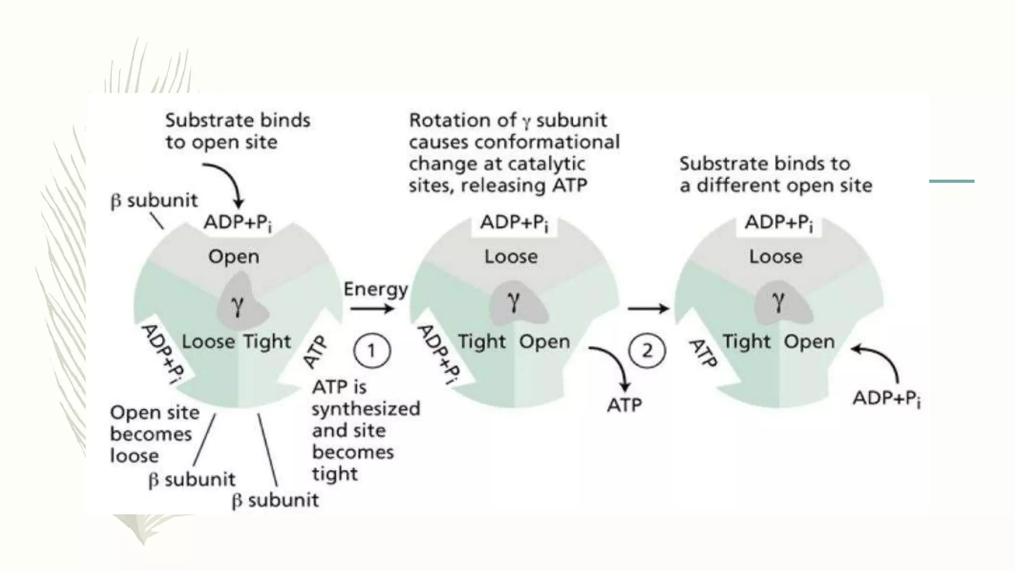 Atp Synthase Structure And Function Pptx