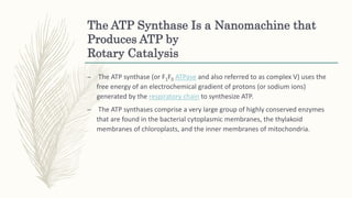 ATP synthase structure and Function | PPTX