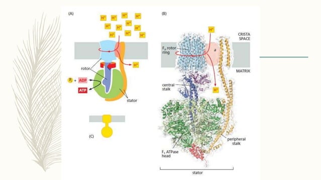 ATP synthase structure and Function | PPTX | Biological Sciences | Science