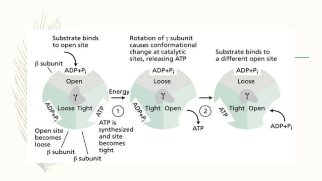 ATP synthase structure and Function | PPTX | Biological Sciences | Science
