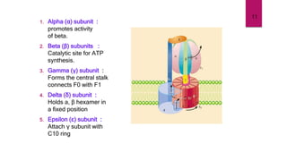 Atp synthase , Atp synthase complex 1 to 4. | PPTX