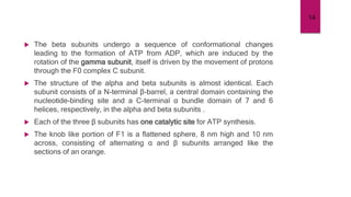 Atp synthase , Atp synthase complex 1 to 4. | PPTX
