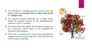 Atp synthase , Atp synthase complex 1 to 4. | PPTX