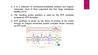 Atp synthase , Atp synthase complex 1 to 4. | PPTX