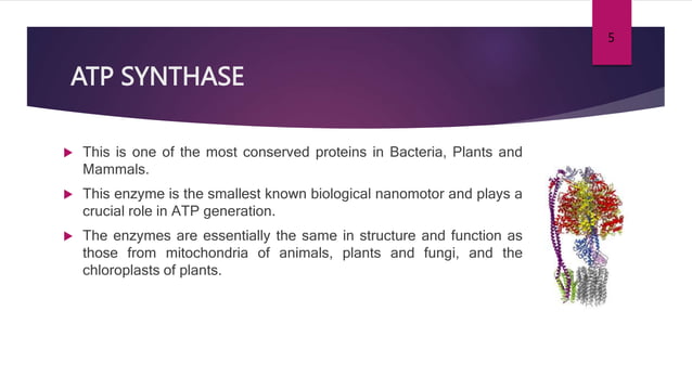 Atp synthase , Atp synthase complex 1 to 4. | PPTX