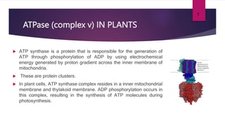 Atp synthase , Atp synthase complex 1 to 4. | PPTX