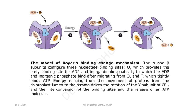 ATP SYNTHASE STRUCTURE ATP SYNTHESIS.pptx