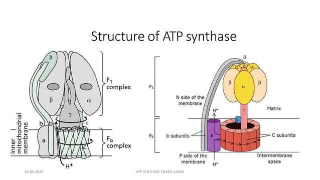 ATP SYNTHASE STRUCTURE ATP SYNTHESIS.pptx