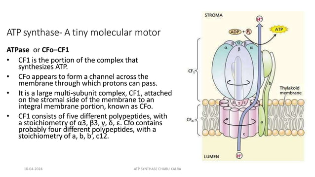 ATP SYNTHASE STRUCTURE ATP SYNTHESIS.pptx