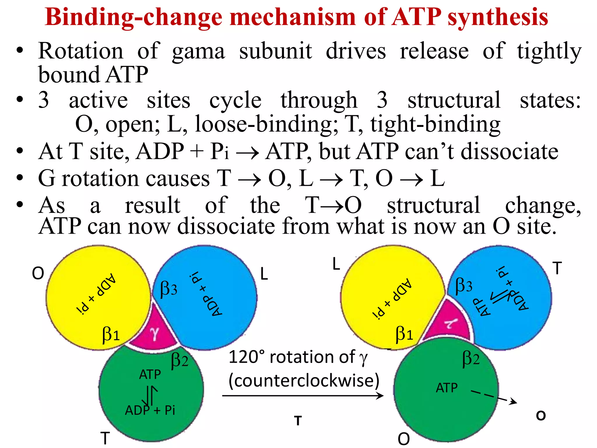 Atp synthesis | PDF