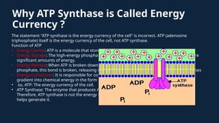 ATP Synthetase......................pptx