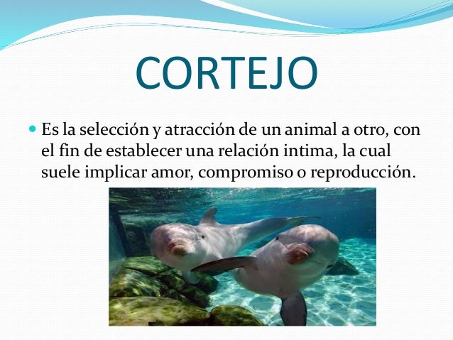 Atracción y cortejo en los animales