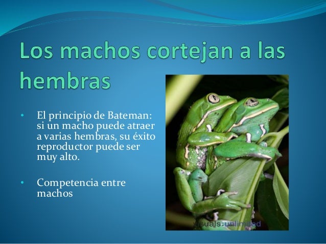 Atracción y cortejo en los animales