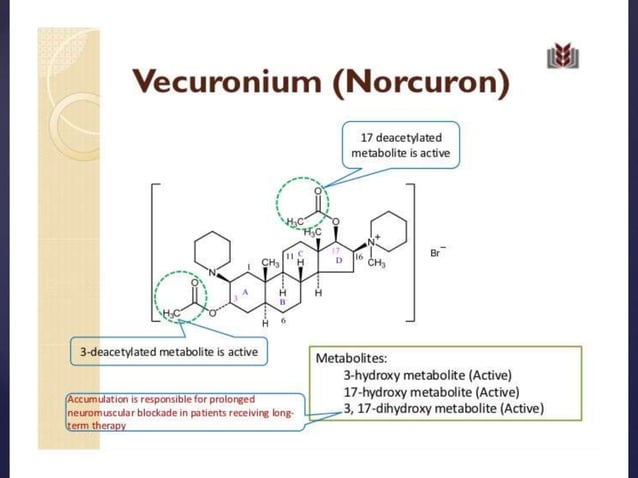 Atracurium Vecuronium Pancuronium