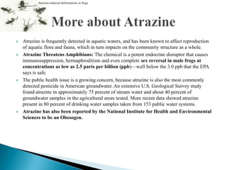 Atrazine's Effects and You | PPT