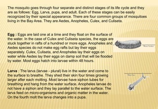 A treatement for mosquitoes | PPTX