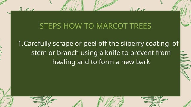 tree is known by its fruit; a man by his deeds. | PPT