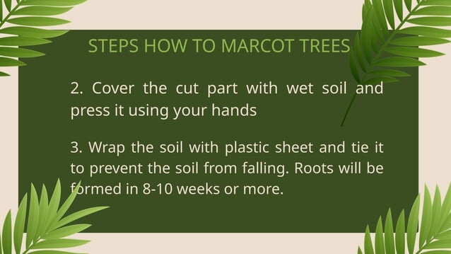 tree is known by its fruit; a man by his deeds. | PPT