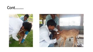Atresia ani complication in calf | PPTX
