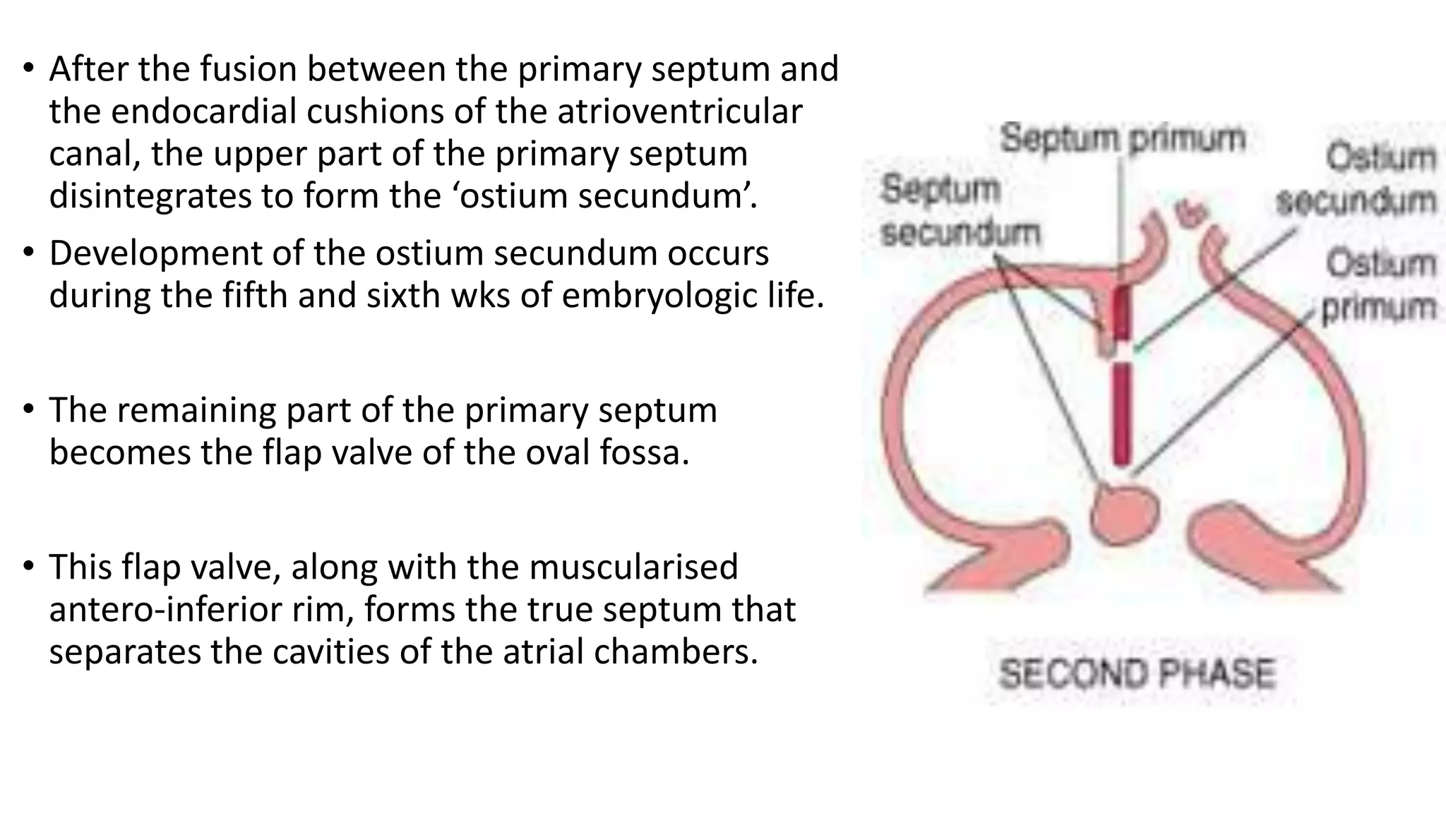 Atrial septaum development and | PPTX