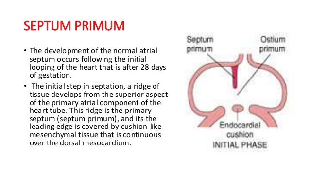 Atrial septaum development and