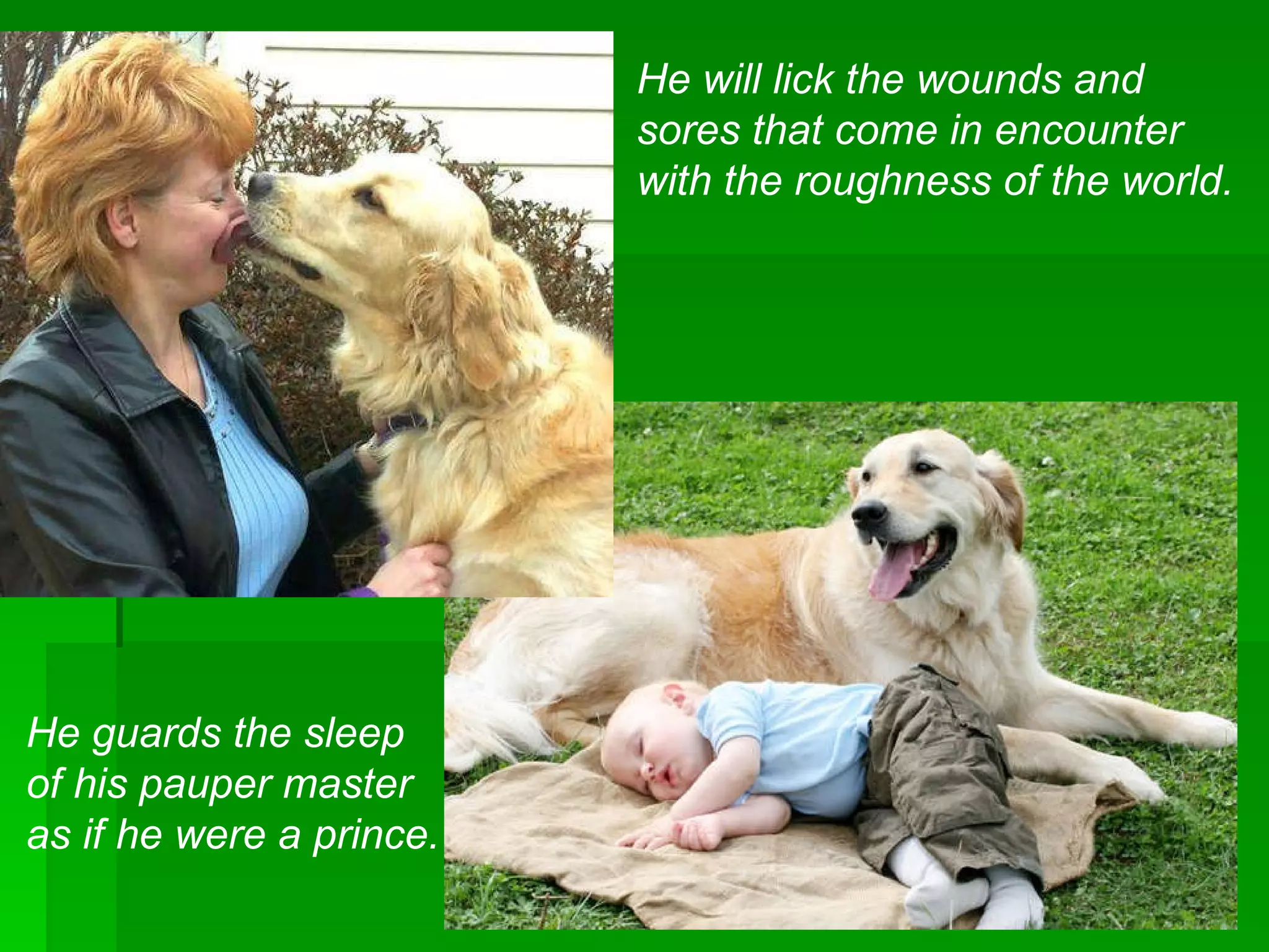 A tribute to the dog | PPS