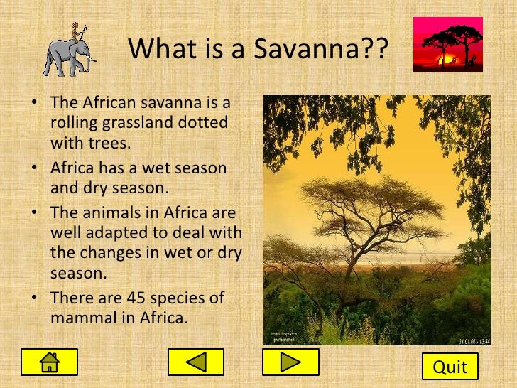 A Trip To The African Savanna