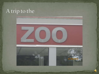 A trip to the zoo | PPTX | Africa Travel | Travel Locations