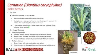 Ball Tech On Demand: At Risk Crops - Carnation | PPTX | Gardening | Home & Garden