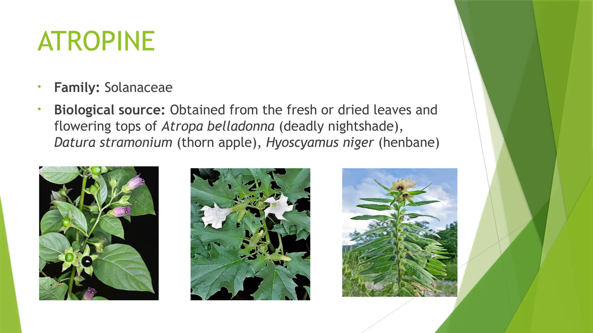 Isolation, Identification And Analysis Of Atropine | PPTX