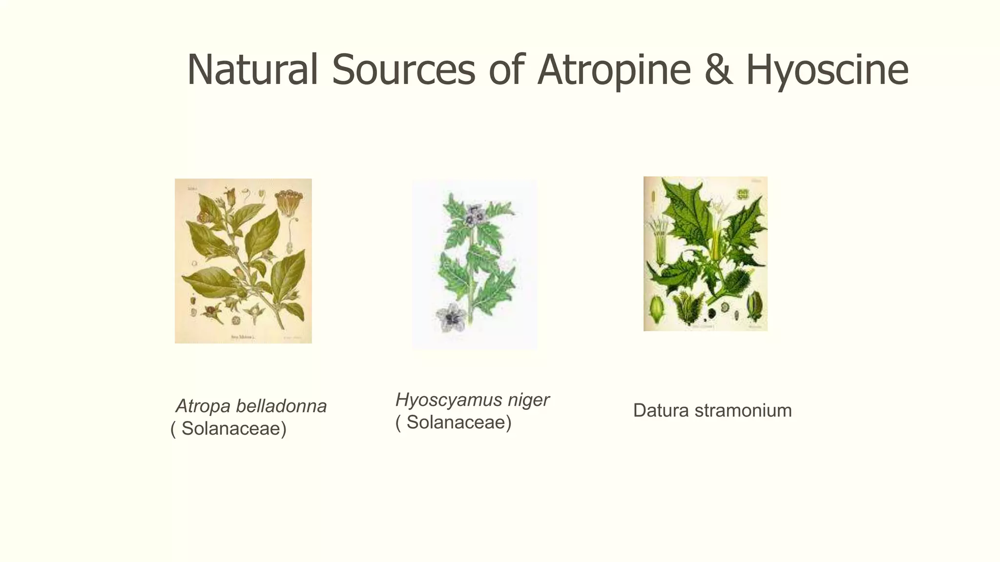 Atropine | PPTX